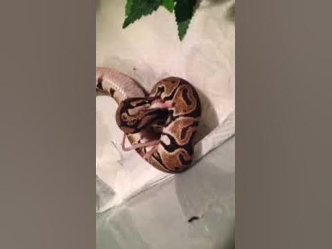 Ball Python Striking - YouTube