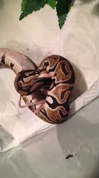 Ball Python Striking - YouTube