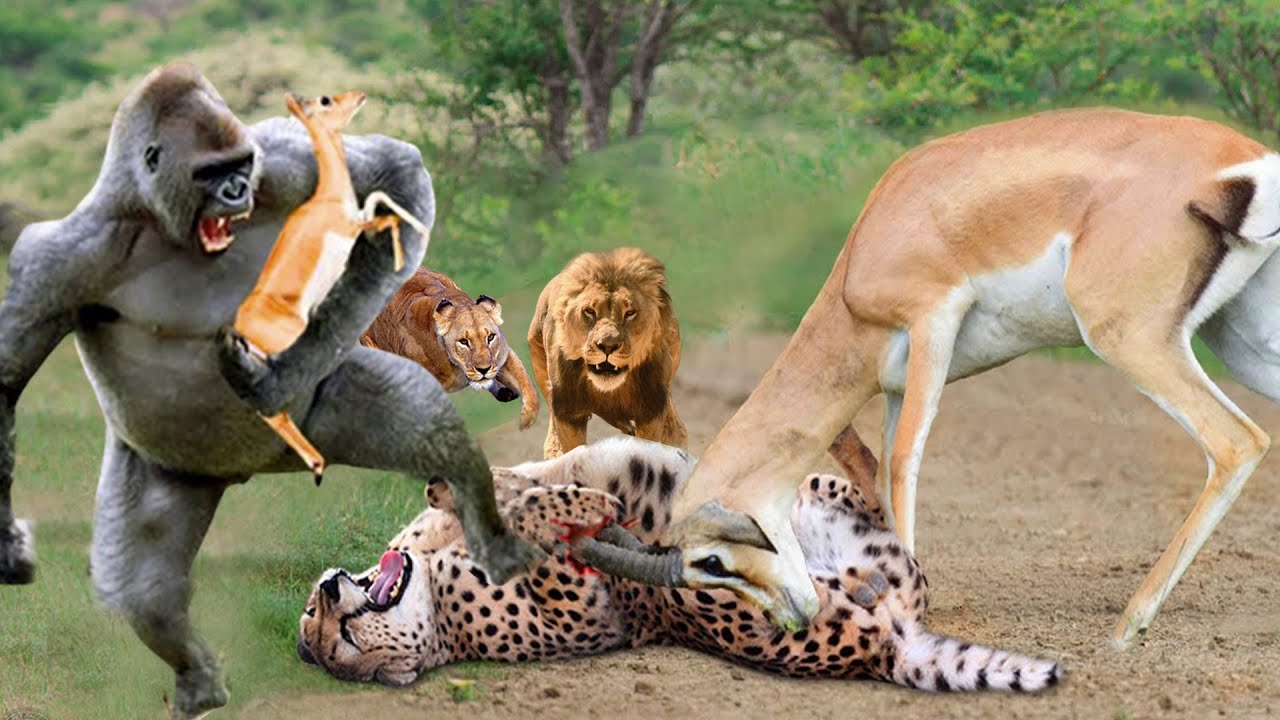 It's Amazing... Mother Impala Fought So Many Enemies To Save Her Baby's ...