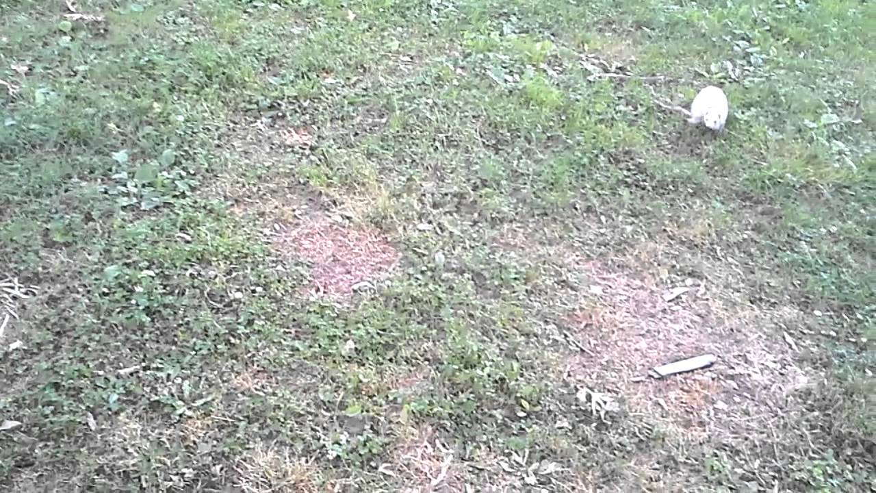 Fast Ferret - YouTube