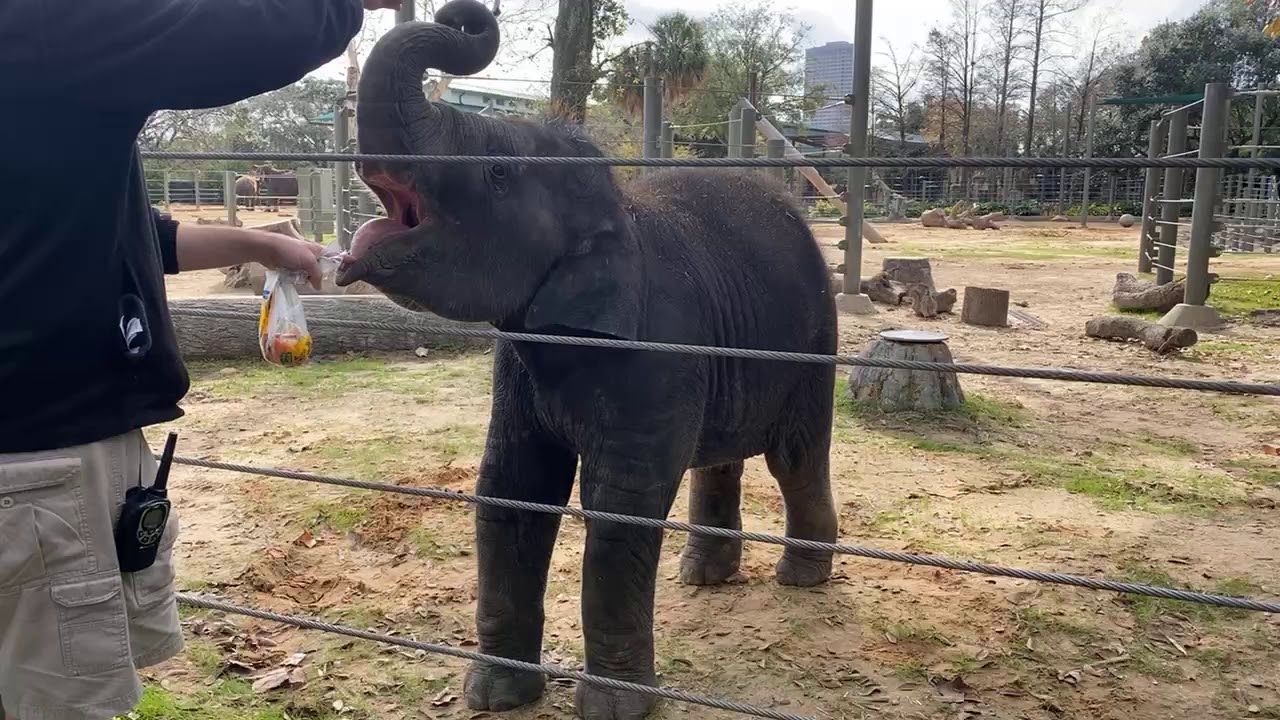 January 6 - Nelson and the Elephant Herd! - YouTube