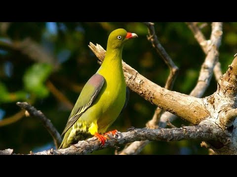 Most Beautiful Green Pigeon Birds In The World - YouTube