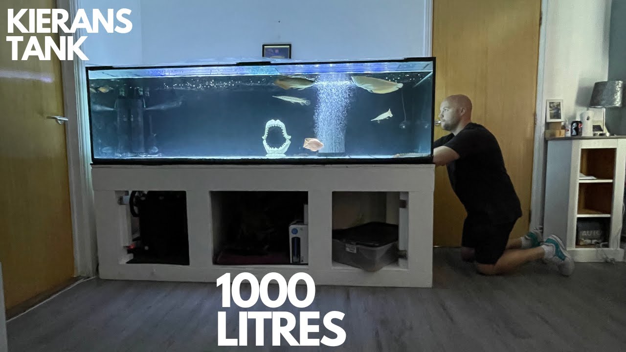 1000 LITRE AQUARIUM VISITING KIERANS 1000 LITRE 7FT AQUARIUM - YouTube