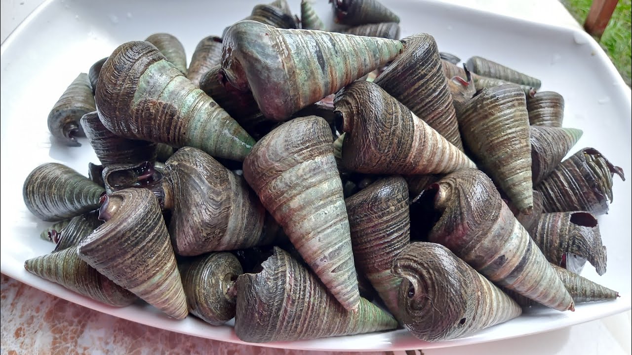 How to cook Native Shells or Suso with Coconut Milk - YouTube