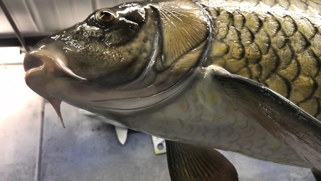 Carp Fish Mount Replica by Coast to Coast Fish Mounts - YouTube