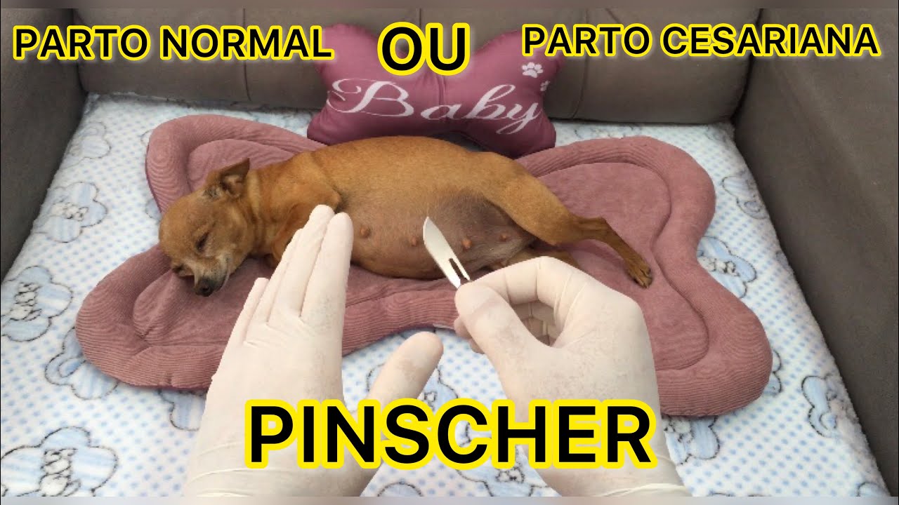 PINSCHER 0 GRÁVIDA COM 62 DIAS AINDA NÃO CRIOU, E AGORA? - YouTube
