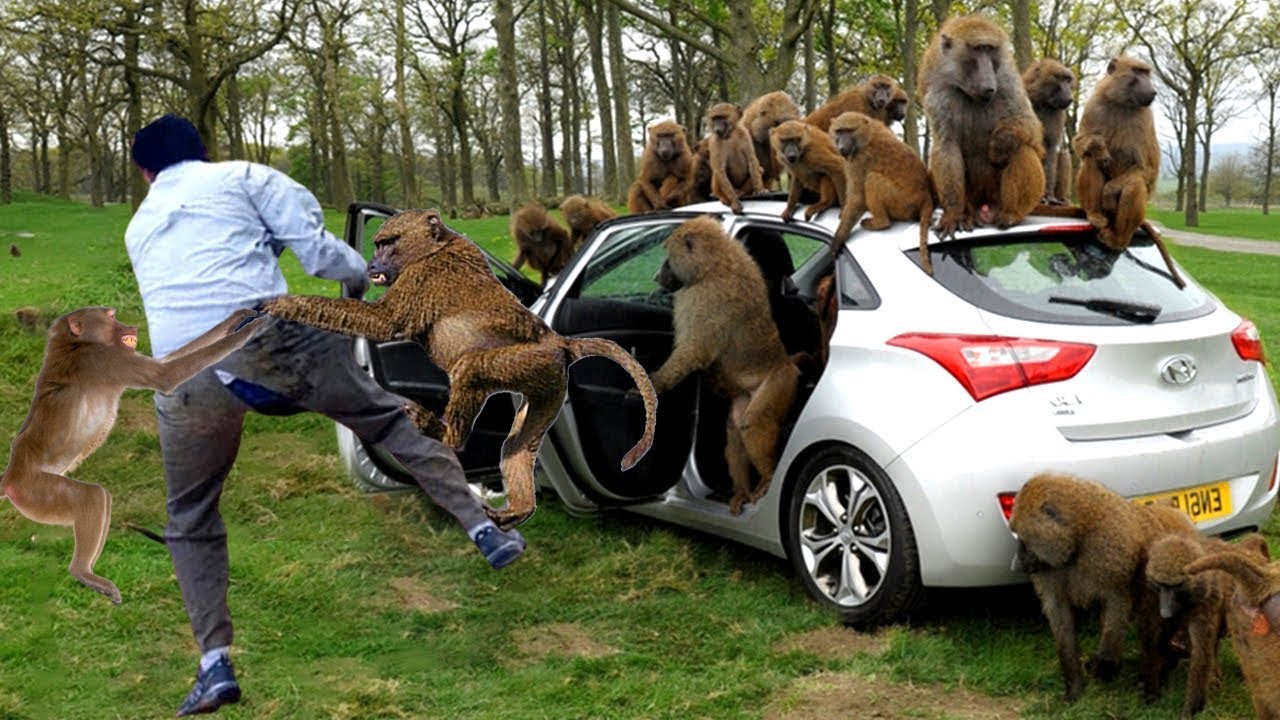 Chaos In Safari! Angry Monkeys Pulling Together To Attack Tourists And ...
