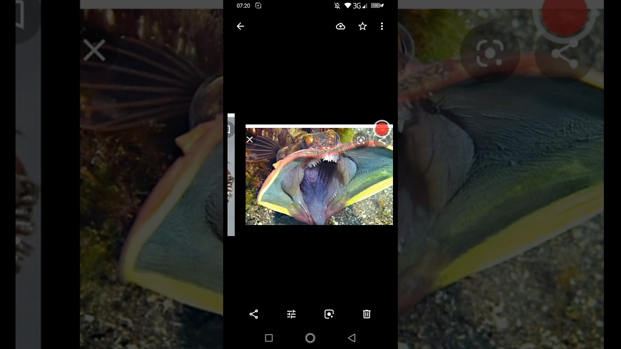 Les poissons les plus moches - YouTube