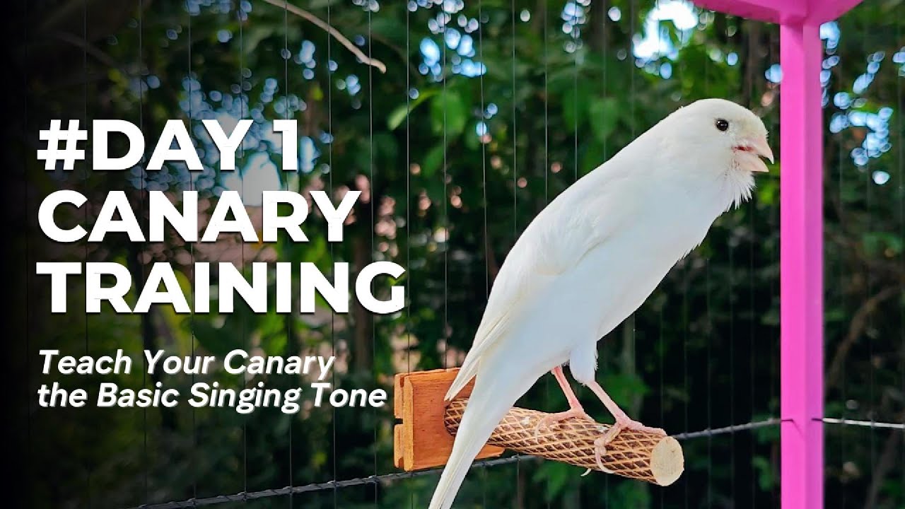 Day 1 – The Magical First Step : Teach Your Canary Its Very First ...