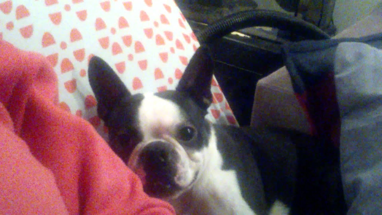 dog Boston Terrier cry - YouTube