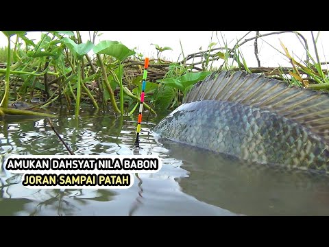 Joran sampai patah..!! Spot liar nila babon yang bikin pemancing gemetar 