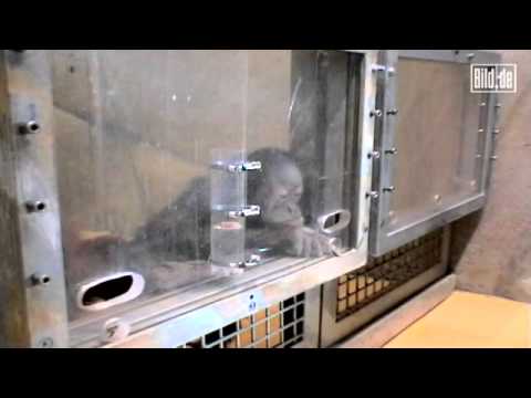 kaldırma kuvvet fıstık maymun deneyi