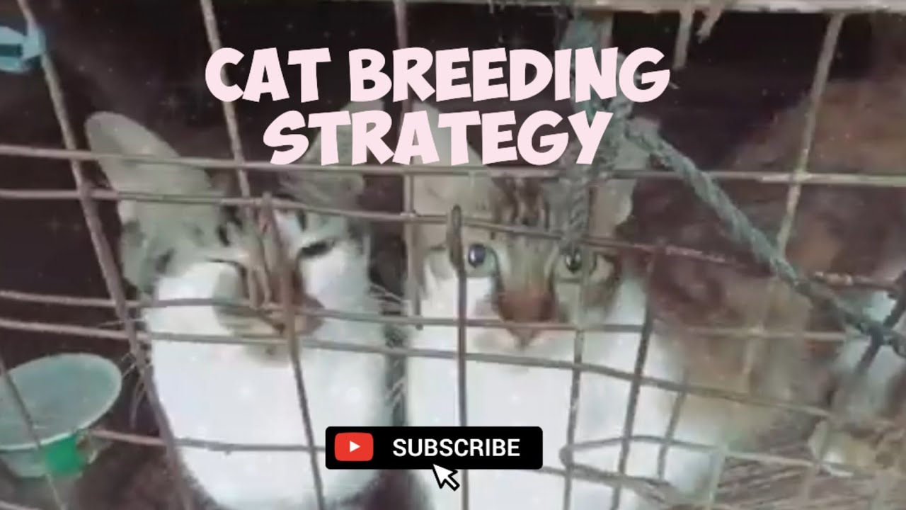 The Truth About Cat Breeding in Cages (2024) - YouTube