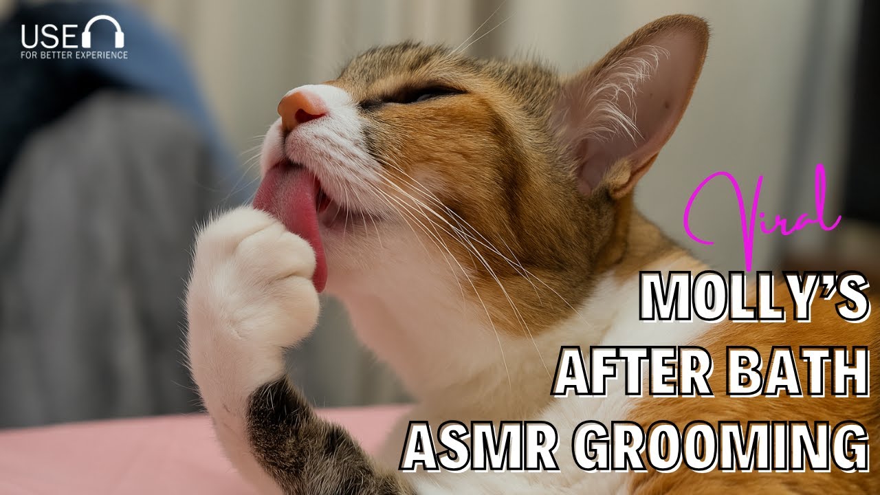 ASMR cat grooming #1 | Soothing cat ASMR for Sleep & Relaxation| Molly ...
