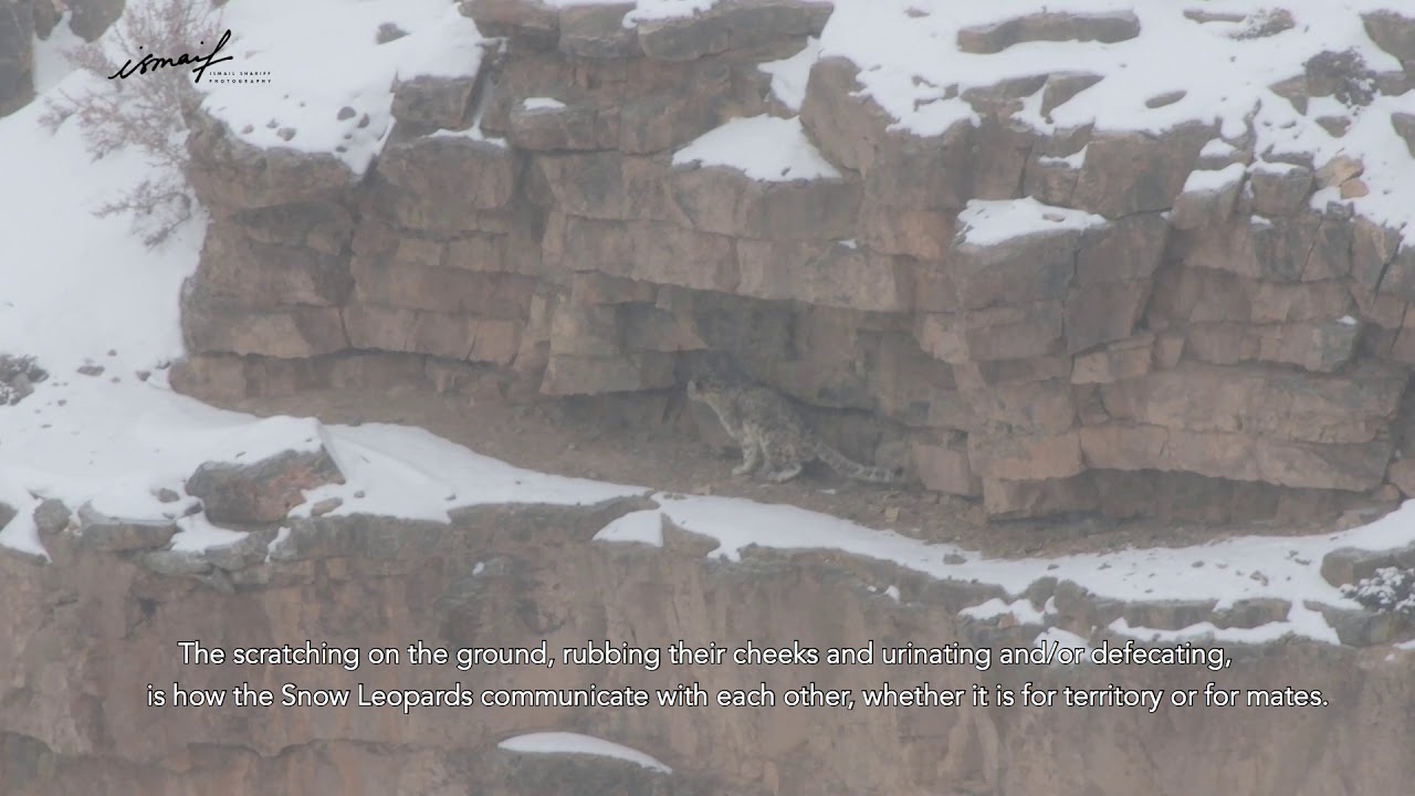 Snow Leopard in snow, marking territory - YouTube