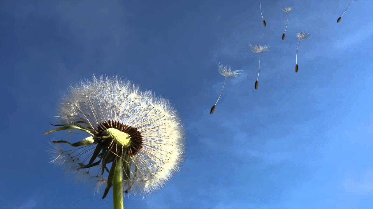 A Great Wind Blows - Children's Song - YouTube