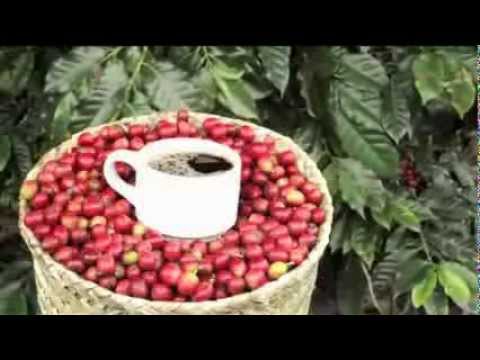 SoZo Coffeeberry Hidden In Plain Sight - YouTube