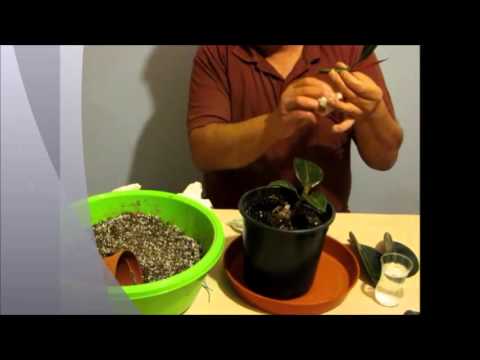 Ficus elastica çelik alımı