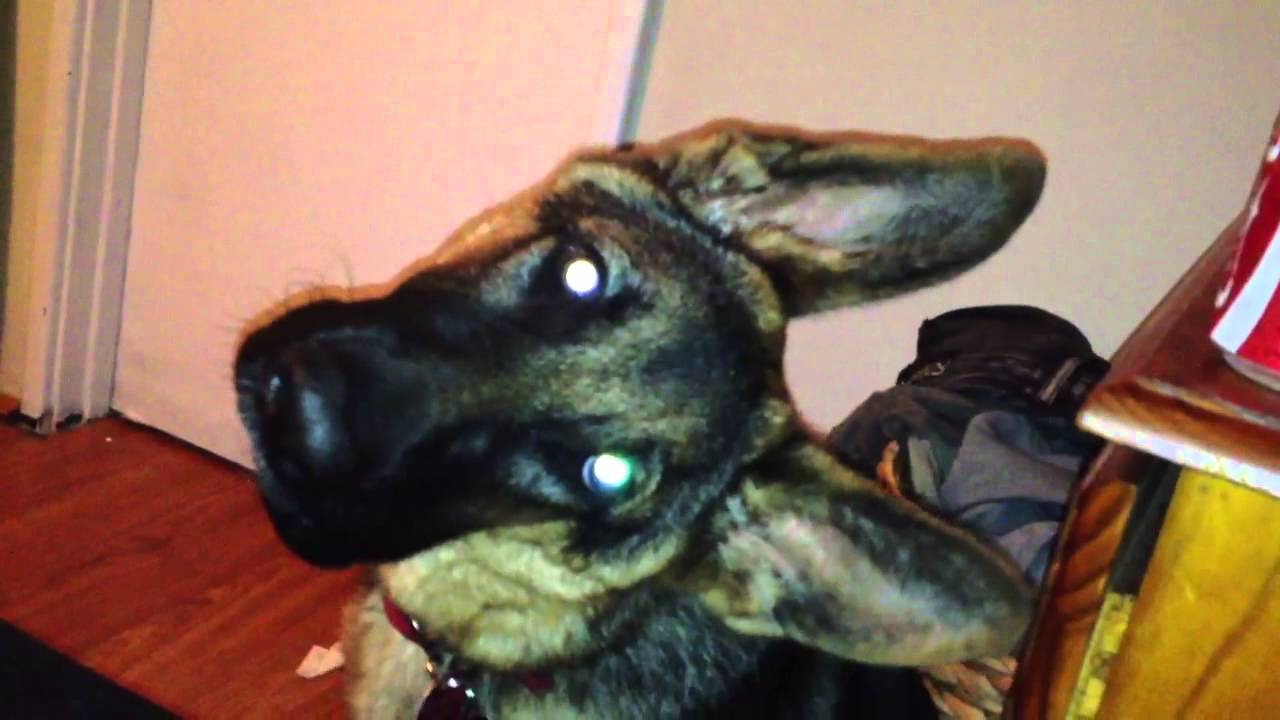 German Shepherd Confused - YouTube