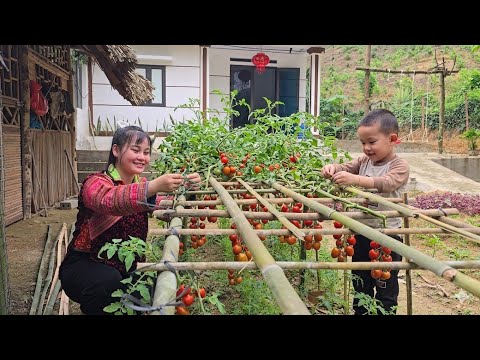 A Son’s Love  Cu Bon Helps His Mom Build a Tomato Trellis After School