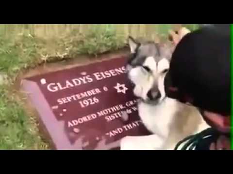Sahibinin büyük annesinin mezarı başında ağlayan köpek