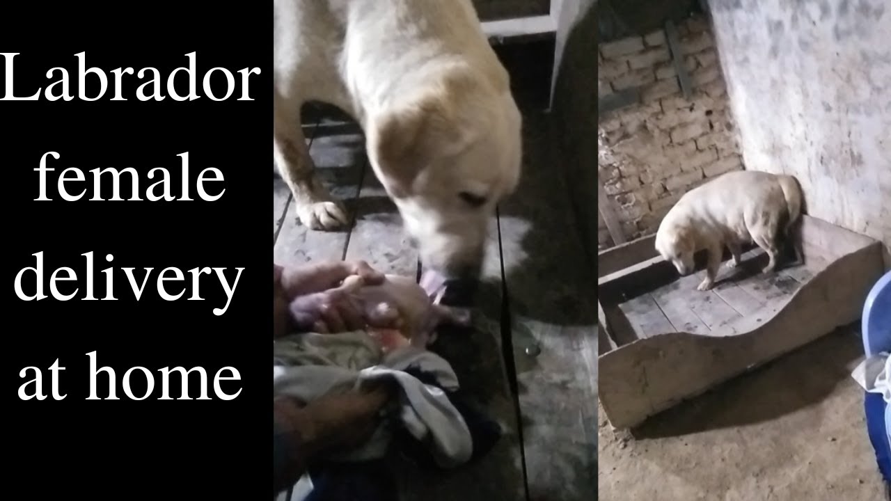 Labrador female dog delivery | dog delivery | German Shepherd ...