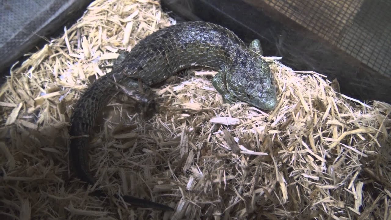 CAPTIVE BORN ABRONIA MIXTECA!!! - YouTube