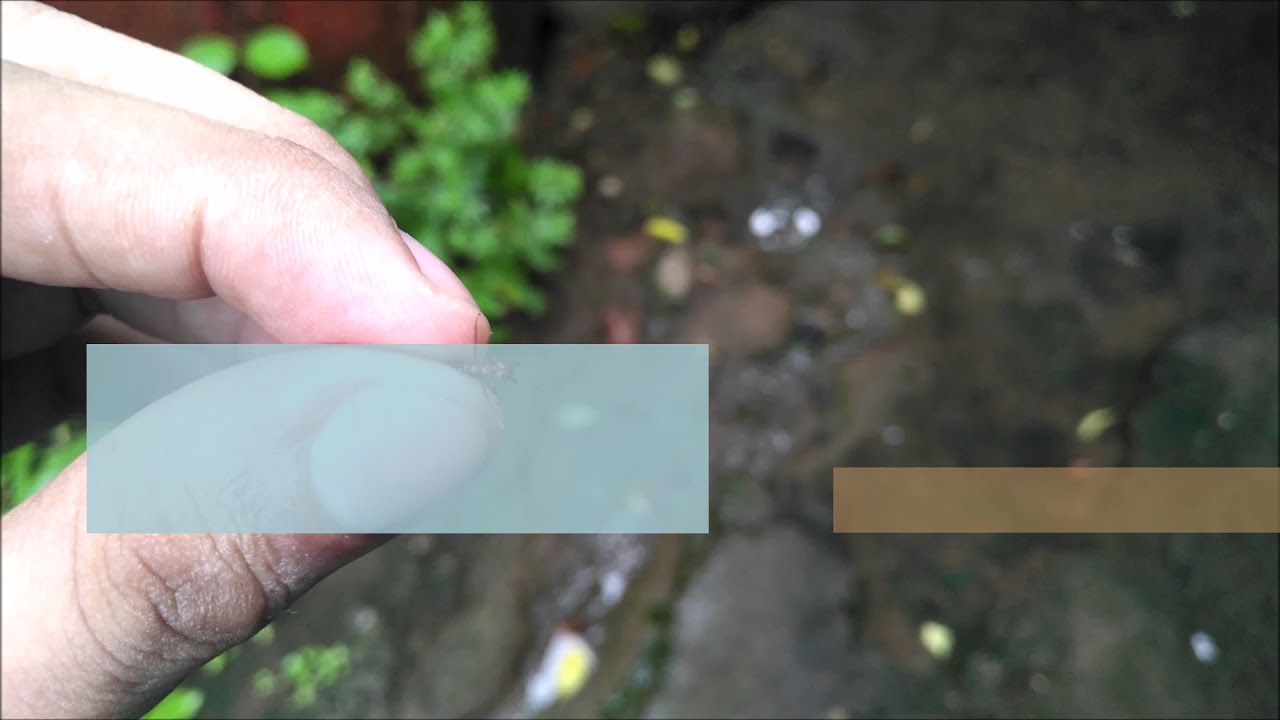 PERRO ZOMPOPO-verdadero nombre. - YouTube