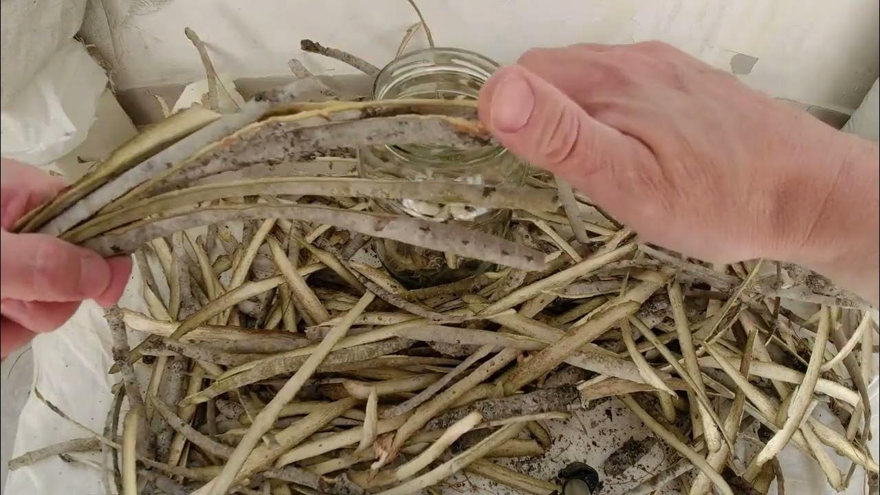 Изготовление спиртовой настойки на коре осины. Заготовка сырья ...
