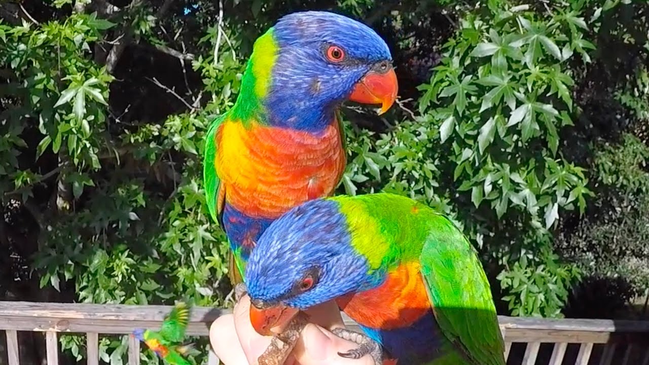 Crazy little Parrots - YouTube