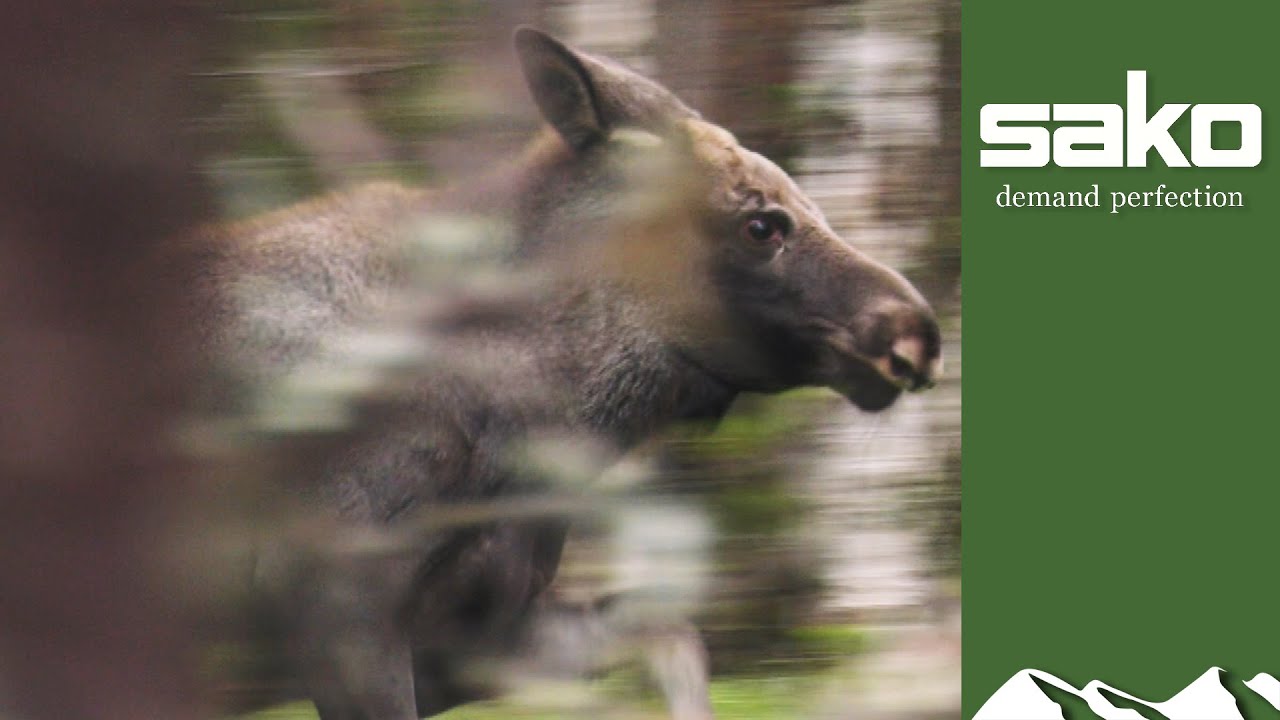 Dramatic moose hunt with dogs - YouTube