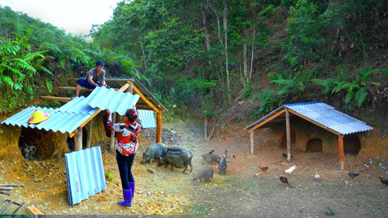 Together, Building a roof to shelter from rain and sun for pigs about ...