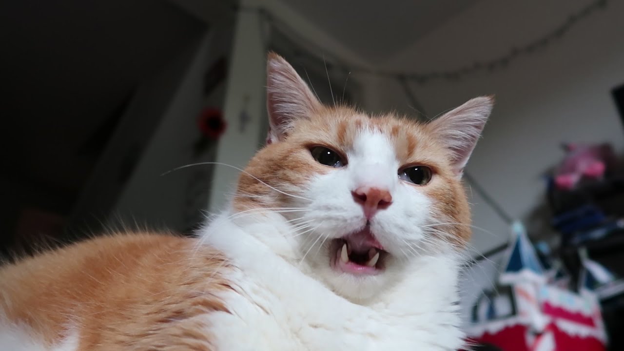 Extreme Cat Closeup - YouTube