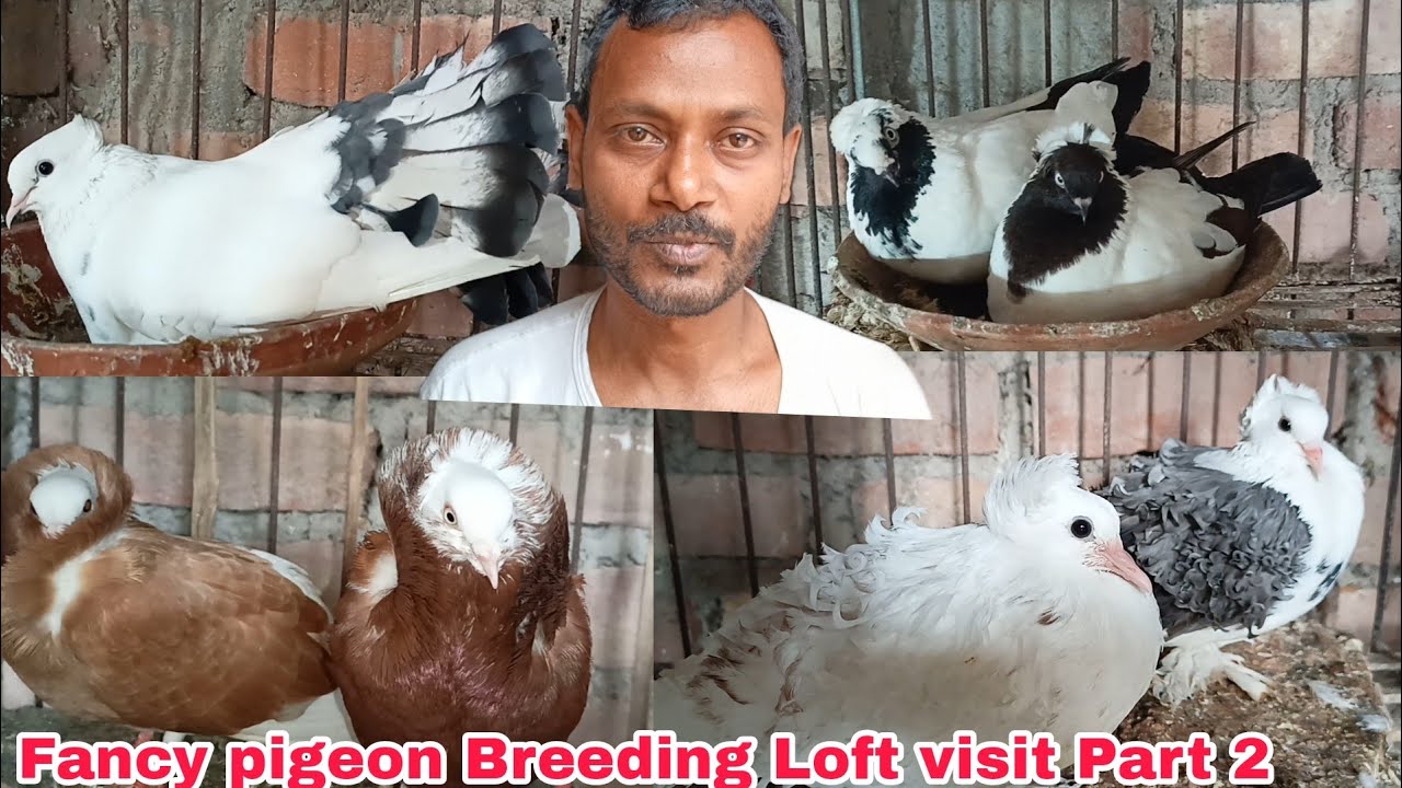 SoutamDa's Fancy pigeon loft visit Part 2 / Fancy Pigeon Breeding Loft ...