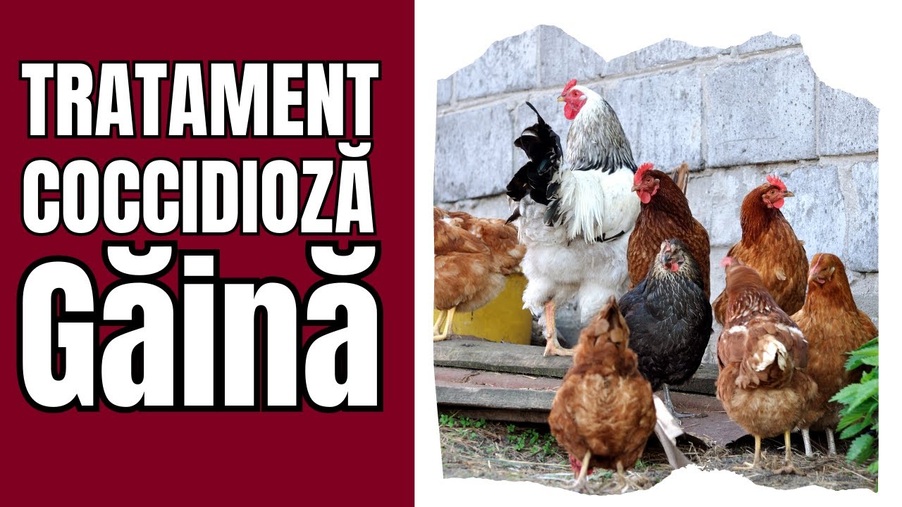 Cum Tratezi Coccidioza La Gainile Din Curte - YouTube