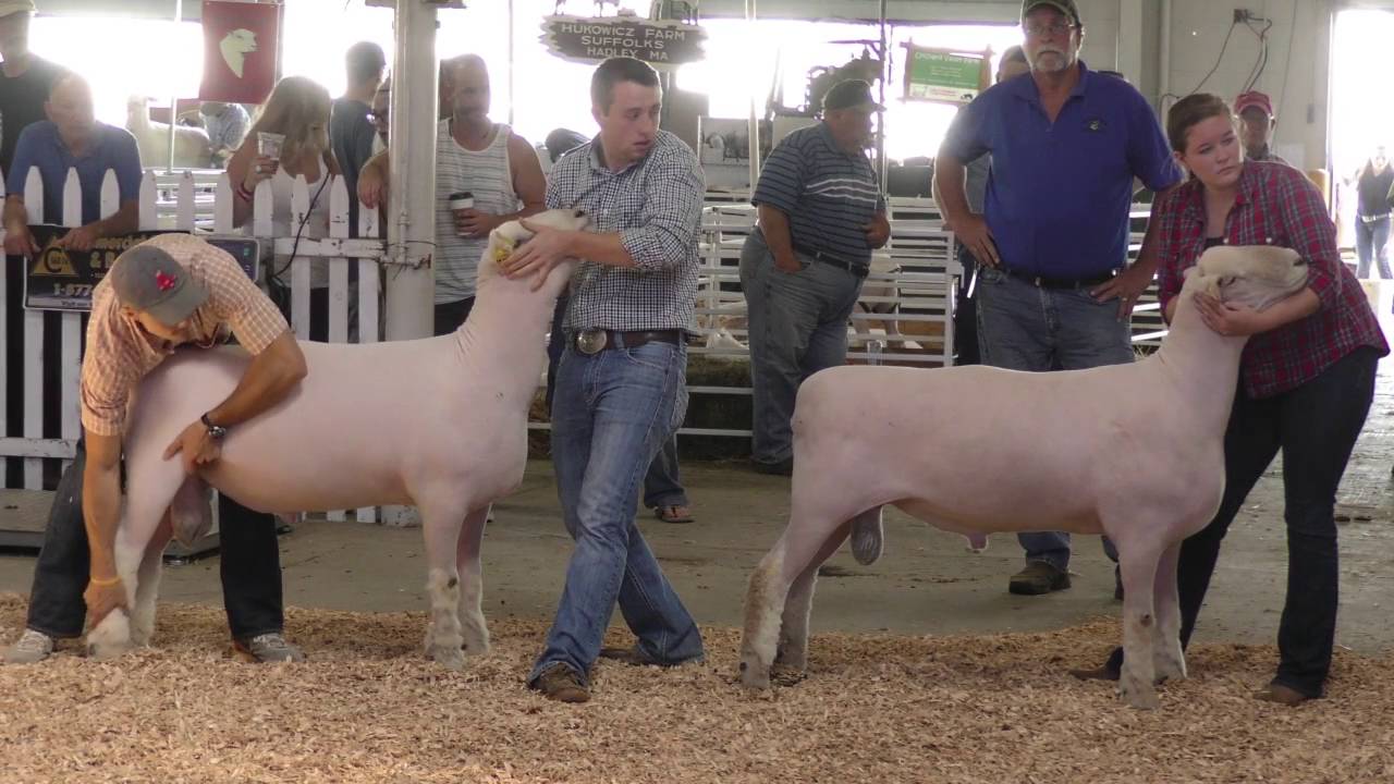 2016 - National Eastern Regional Southdown Show - YouTube