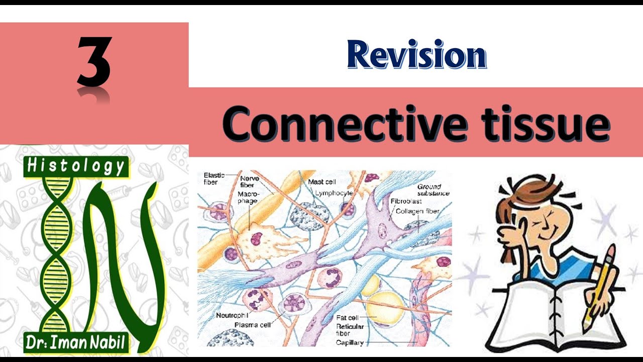 Connective tissue revision-First year - YouTube