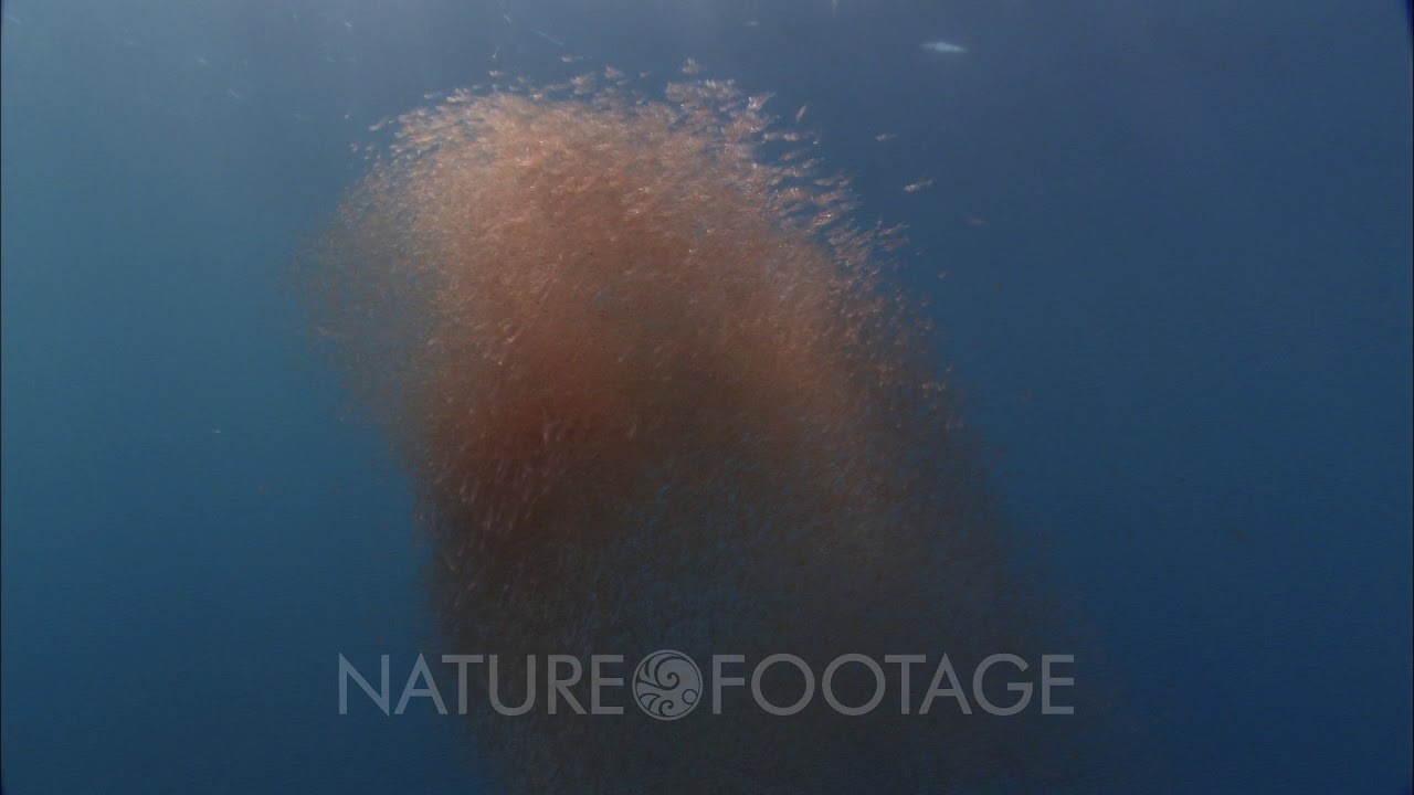 Antarctic Krill Swarm
