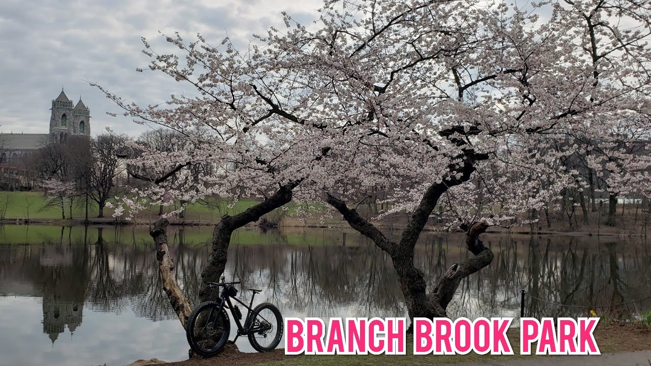 30 Minutes Virtual Cycling Ride | Branch Brook Park | Cherry Blossoms ...