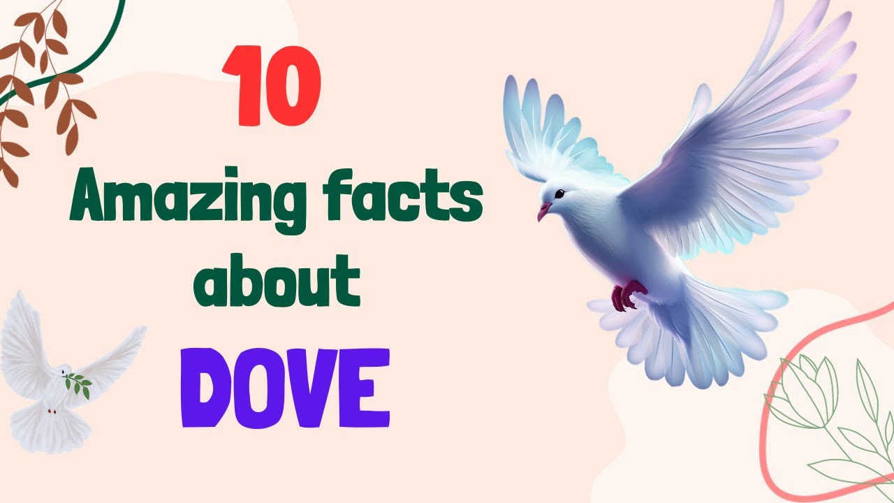10 Amazing Facts about Dove| Dove | Animal Facts | Animals - YouTube