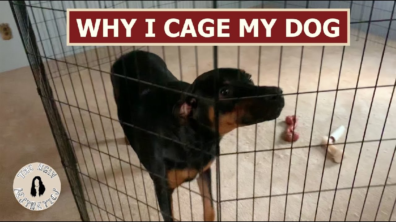 Why I Cage My Dog | THE UGLY AESTHETICS - YouTube