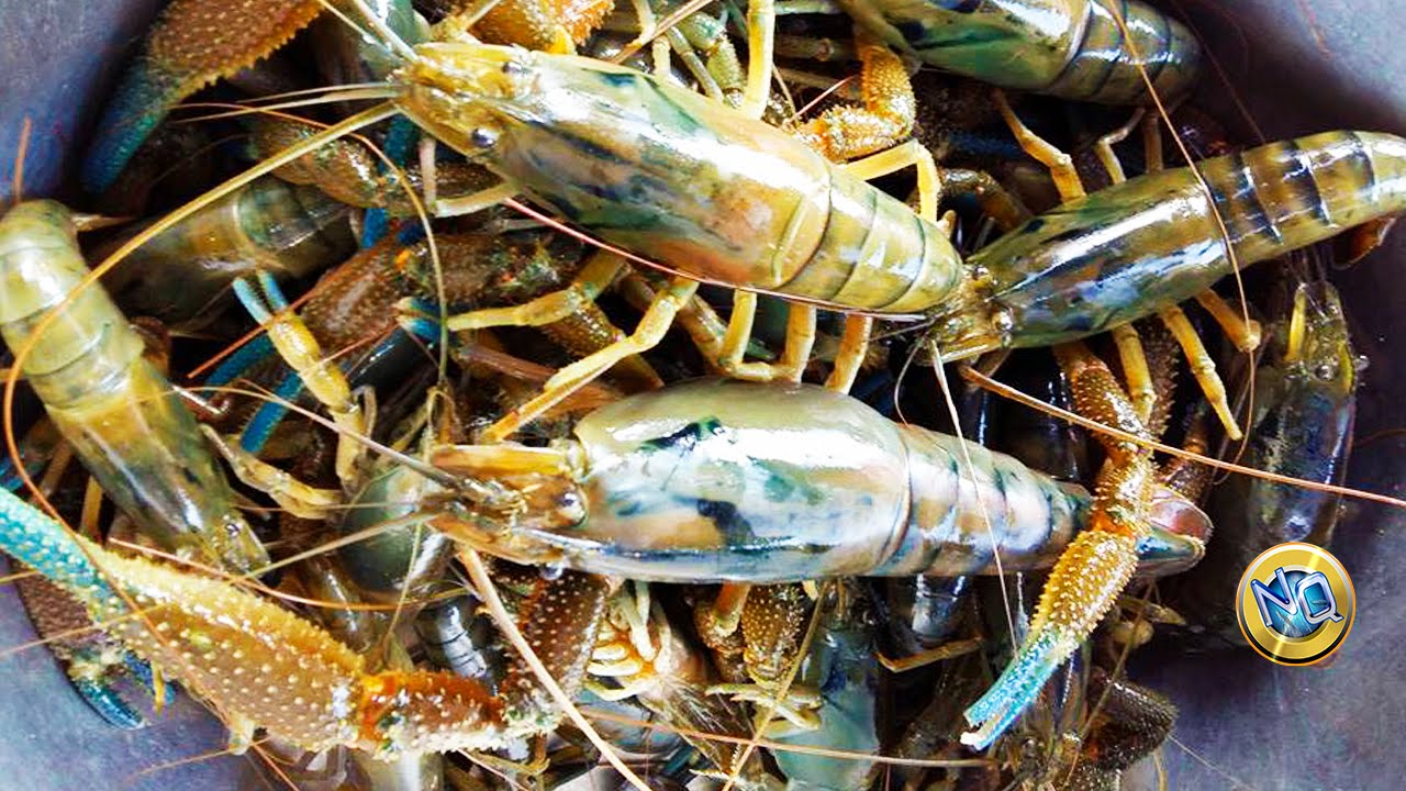 Pescando camarones de río!! │Shrimp fishing river【parte 2】 - YouTube