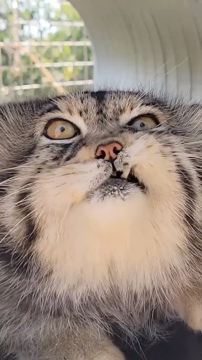 The Grumpiest Cat in the World – Pallas’s Cat!😾 - YouTube