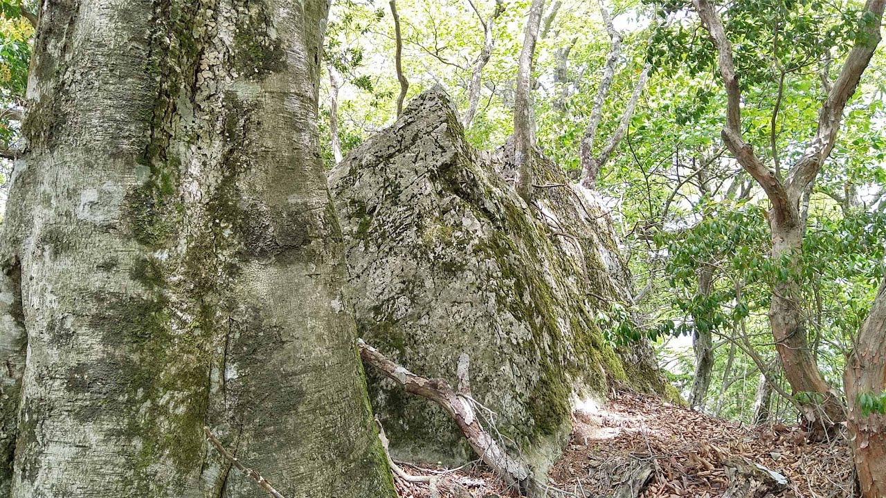 加入道山・P1262を経て - YouTube