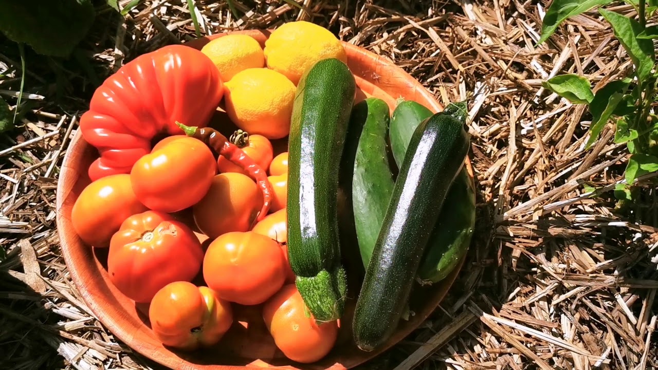 My Australian small summer vegetable Garden | backyard garden - YouTube