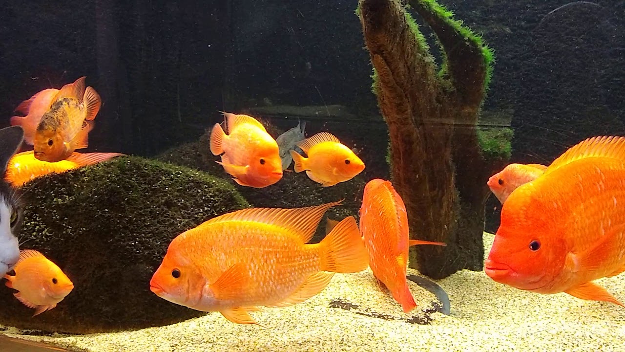 Red Dovii Update plus other news - YouTube