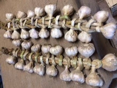 How to Braid Hard Neck Garlic - YouTube