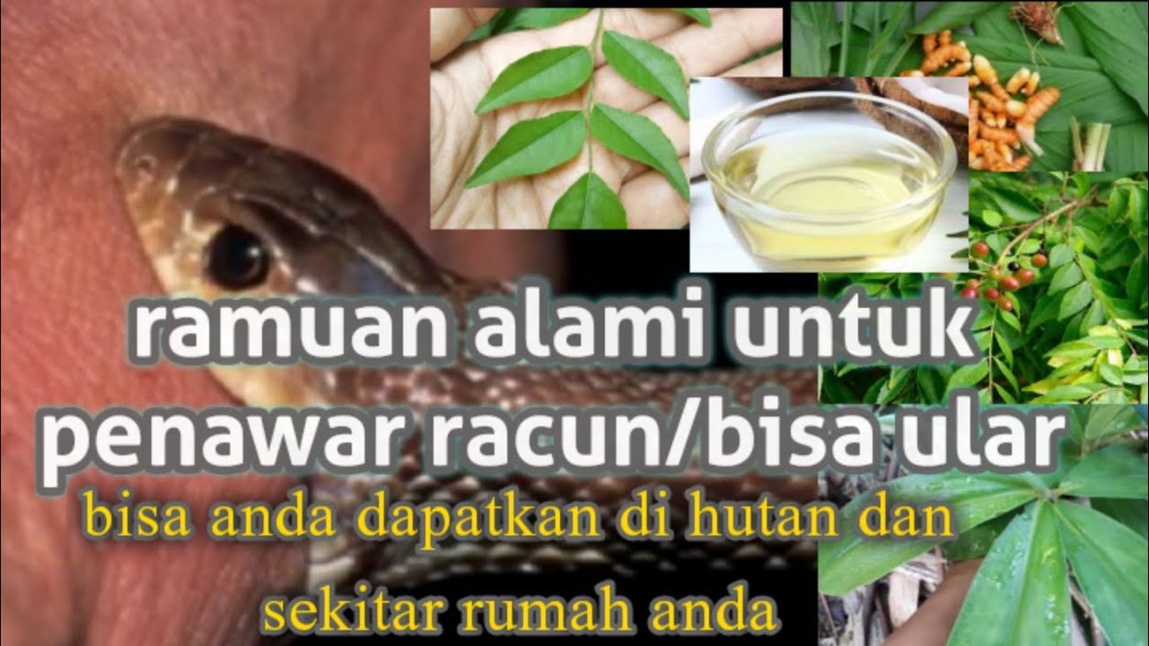 7 obat alami penawar bisa/racun gigitan ular, menjadi cara pertolongan ...