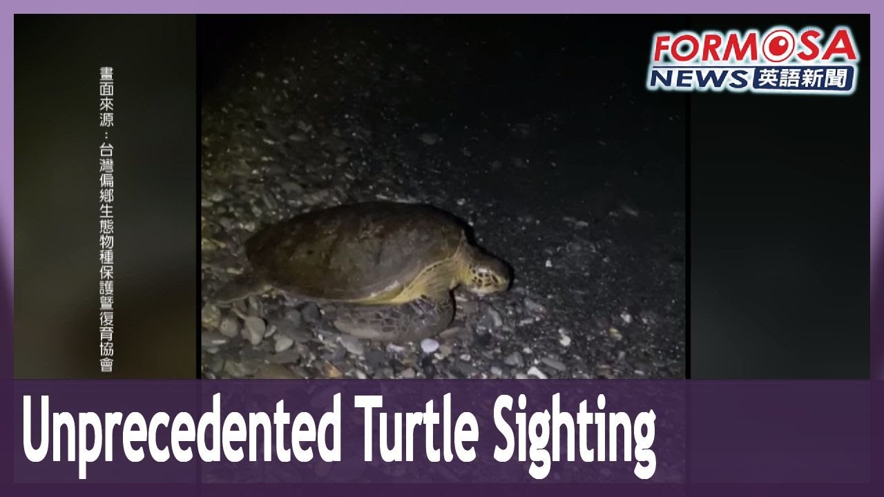 Green sea turtle spotted in Nan’ao beach in Yilan for first time - YouTube