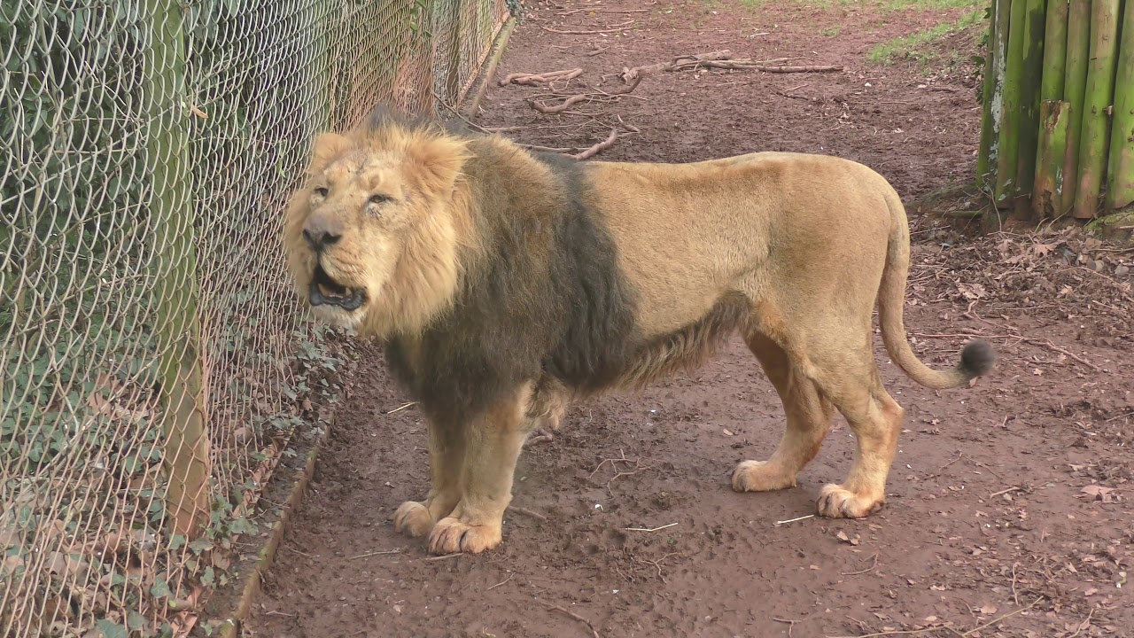 Asiatic Lion Roaring, Paignton Zoo (1st January 2019) - YouTube